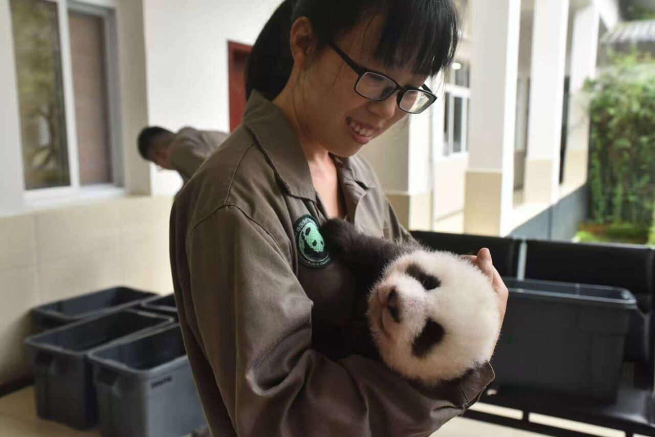 Captivity changes the gut bacteria of endangered pandas and bears