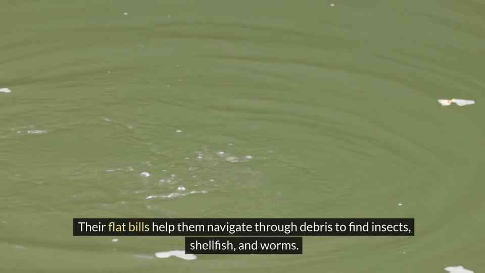 Shy and Secluded: Exploring the 8 Most Introverted Animals in Nature