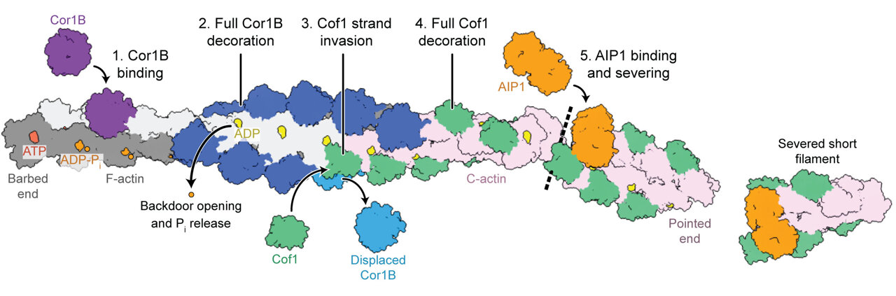 Dancing proteins keep cells moving: Redefining the function and role of ...