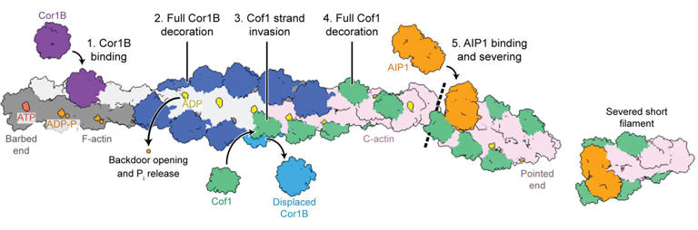 Dancing proteins keep cells moving: Redefining the function and role of ...