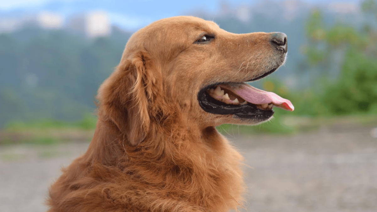 17 things your dog does when he's upset or mad at you (and he tells you ...