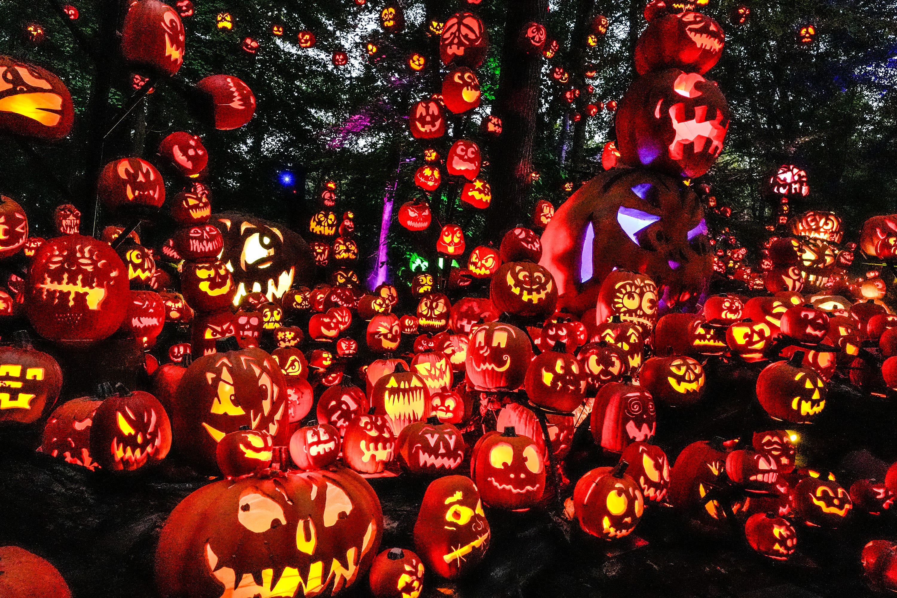 See Jack O'Lantern Spectacular's thousands of hand-carved pumpkins ...