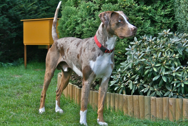14 exotic dog breeds you’ve never heard of