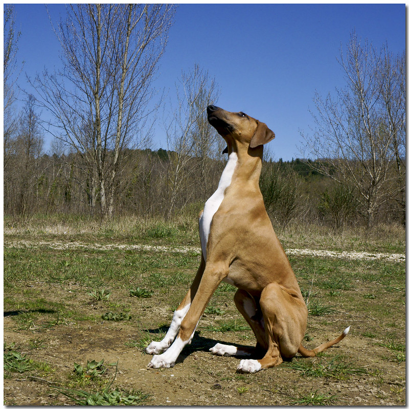 14 exotic dog breeds you’ve never heard of