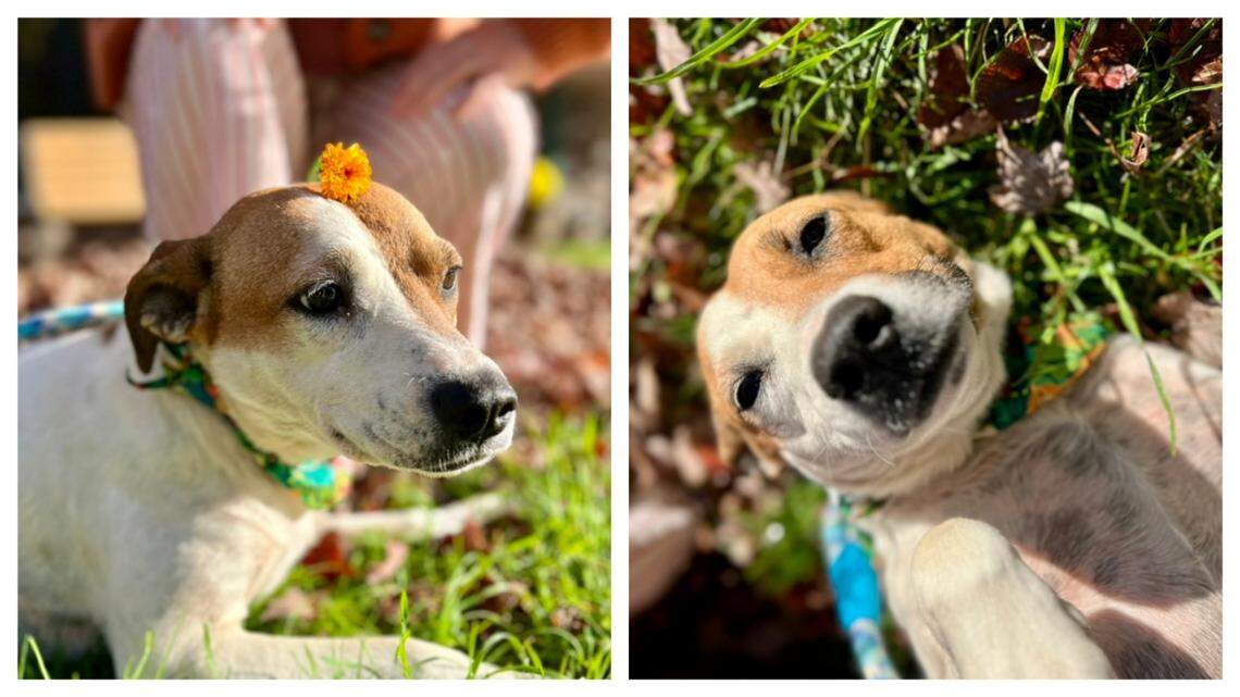 ‘Sneaky' dog arrived at shelter after she kept escaping. Then came ‘perfect fit'