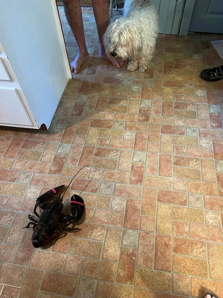 The Jewish way to tell a toddler about a dead dog