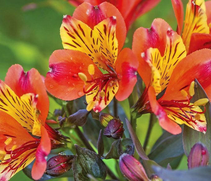 How to Grow Alstroemeria Flower (Peruvian Lily)