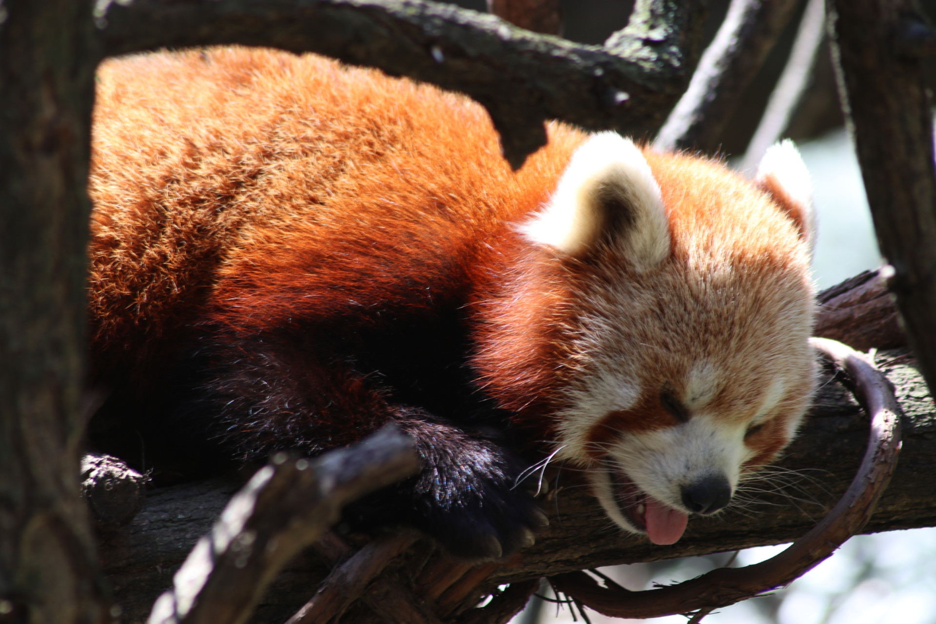 Pequeno, fofinho e travesso: Conheça o panda-vermelho