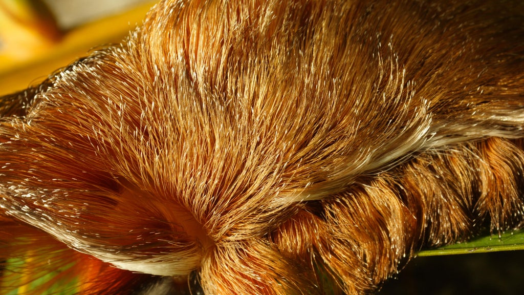 Don't pet this "furry" Florida creature — its venomous sting can send ...