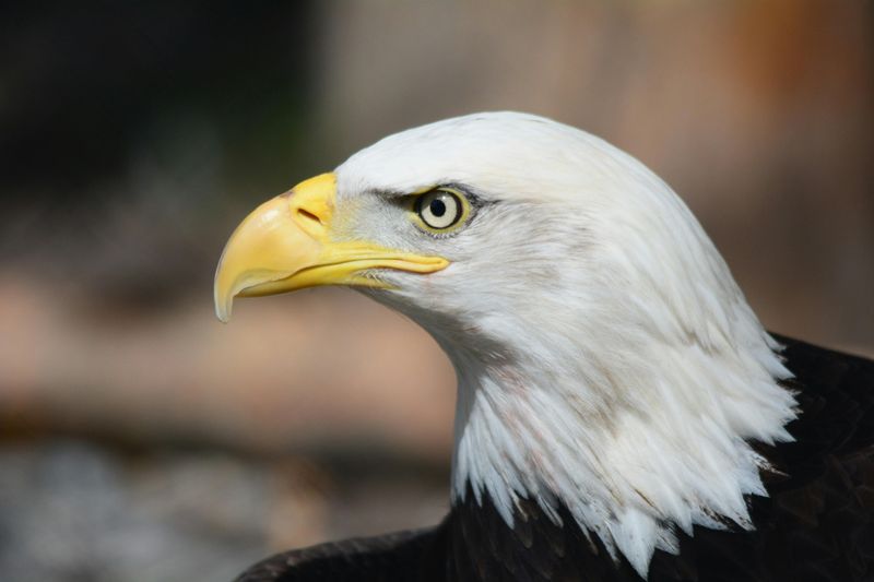 These 14 Animals Survived Extinction Against All Odds