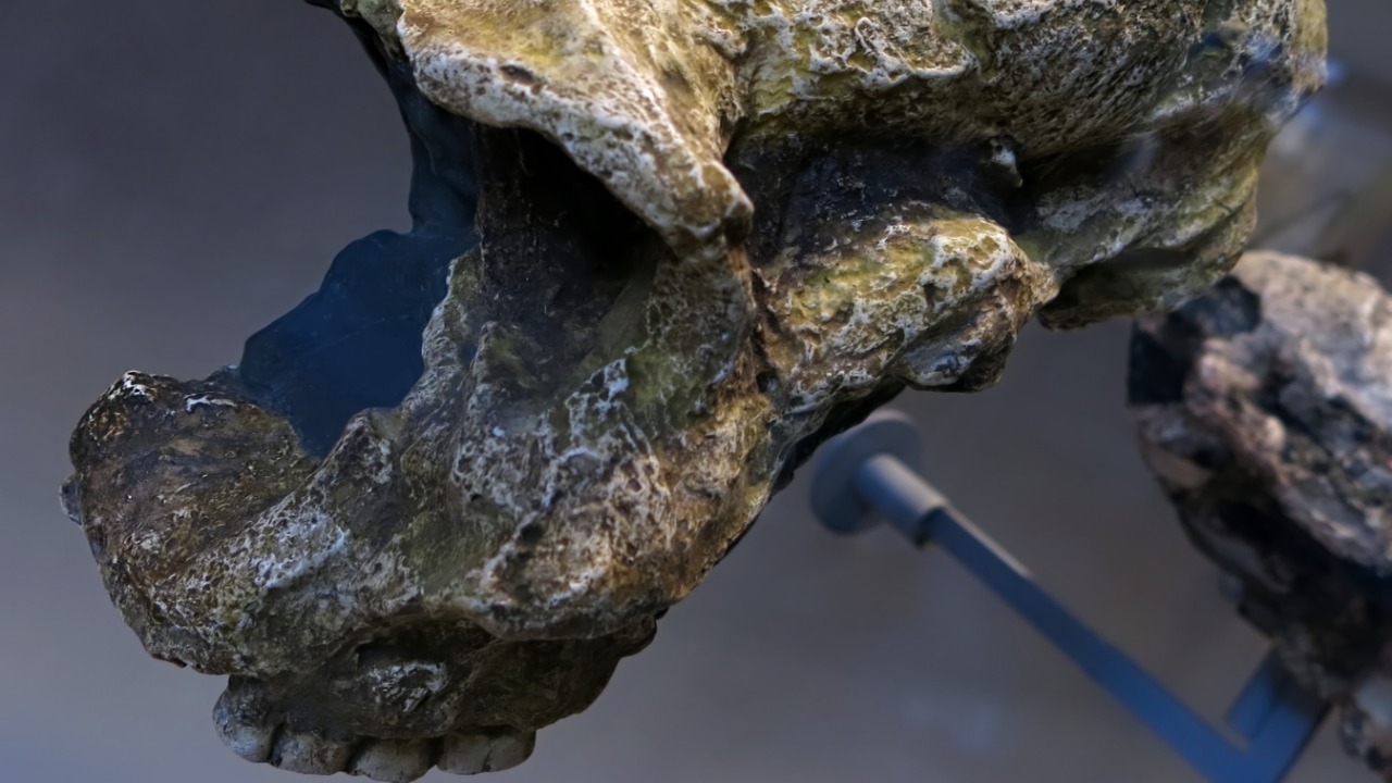 AI reveals leopards once ate early human ancestors’ faces