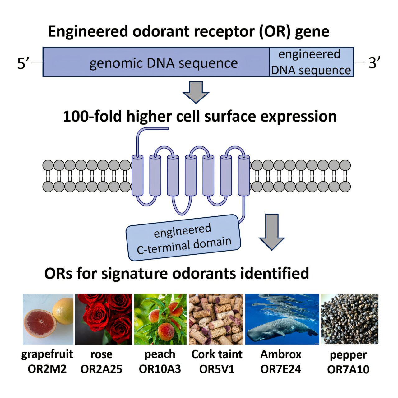 Lab-boosted olfactory receptor reveals new insights about how our sense ...