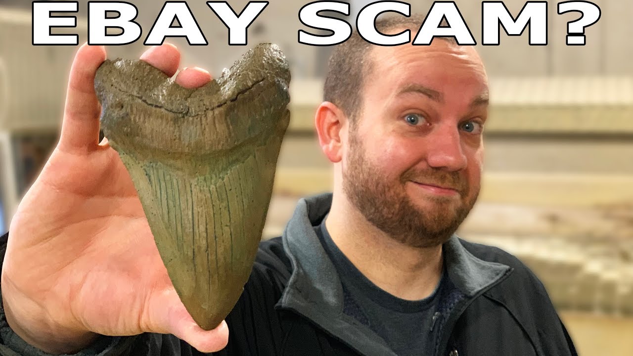 Megalodon tooth - real or fake eBay scam