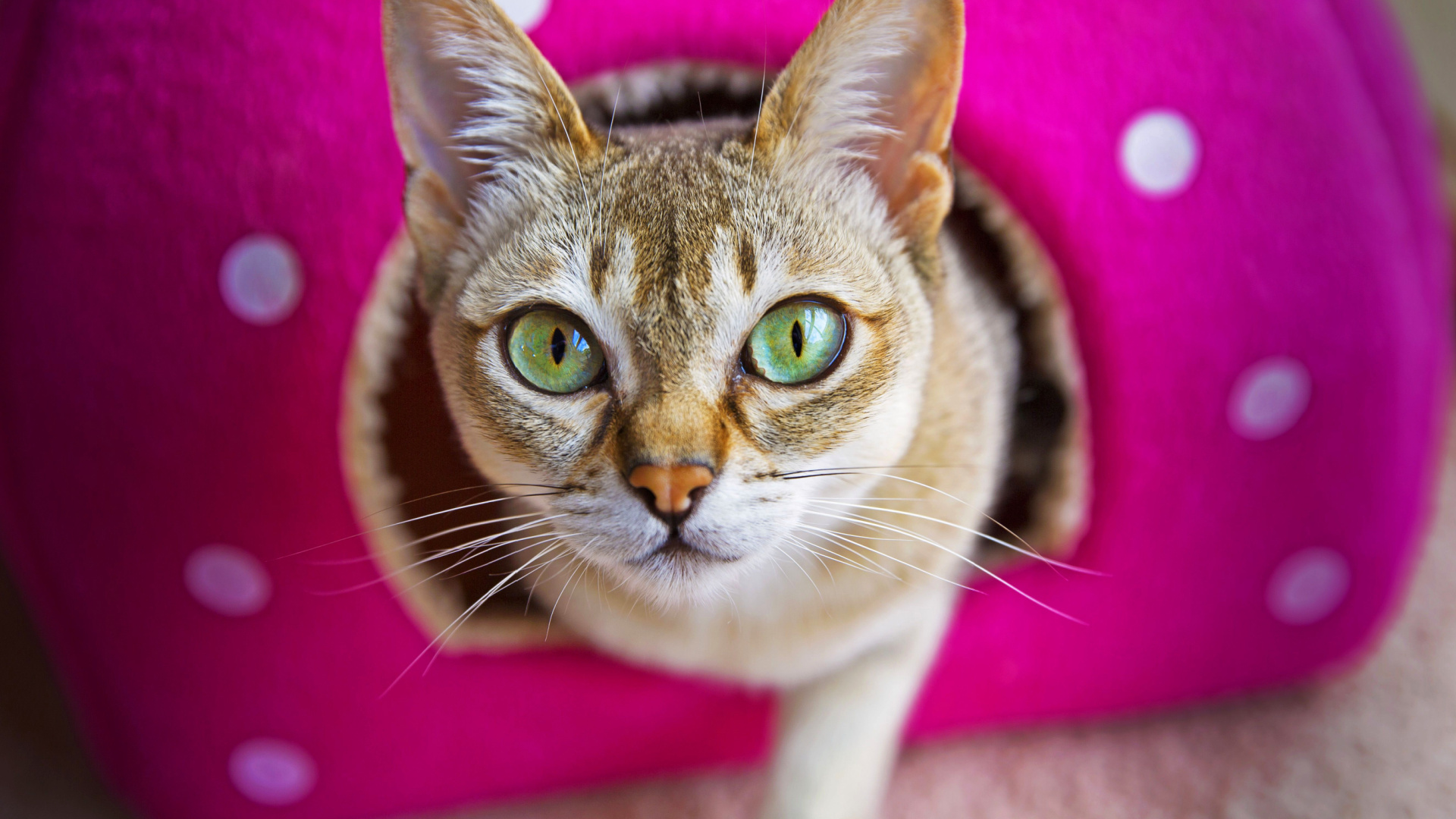 8 Cat Breeds That Stay Tiny Forever