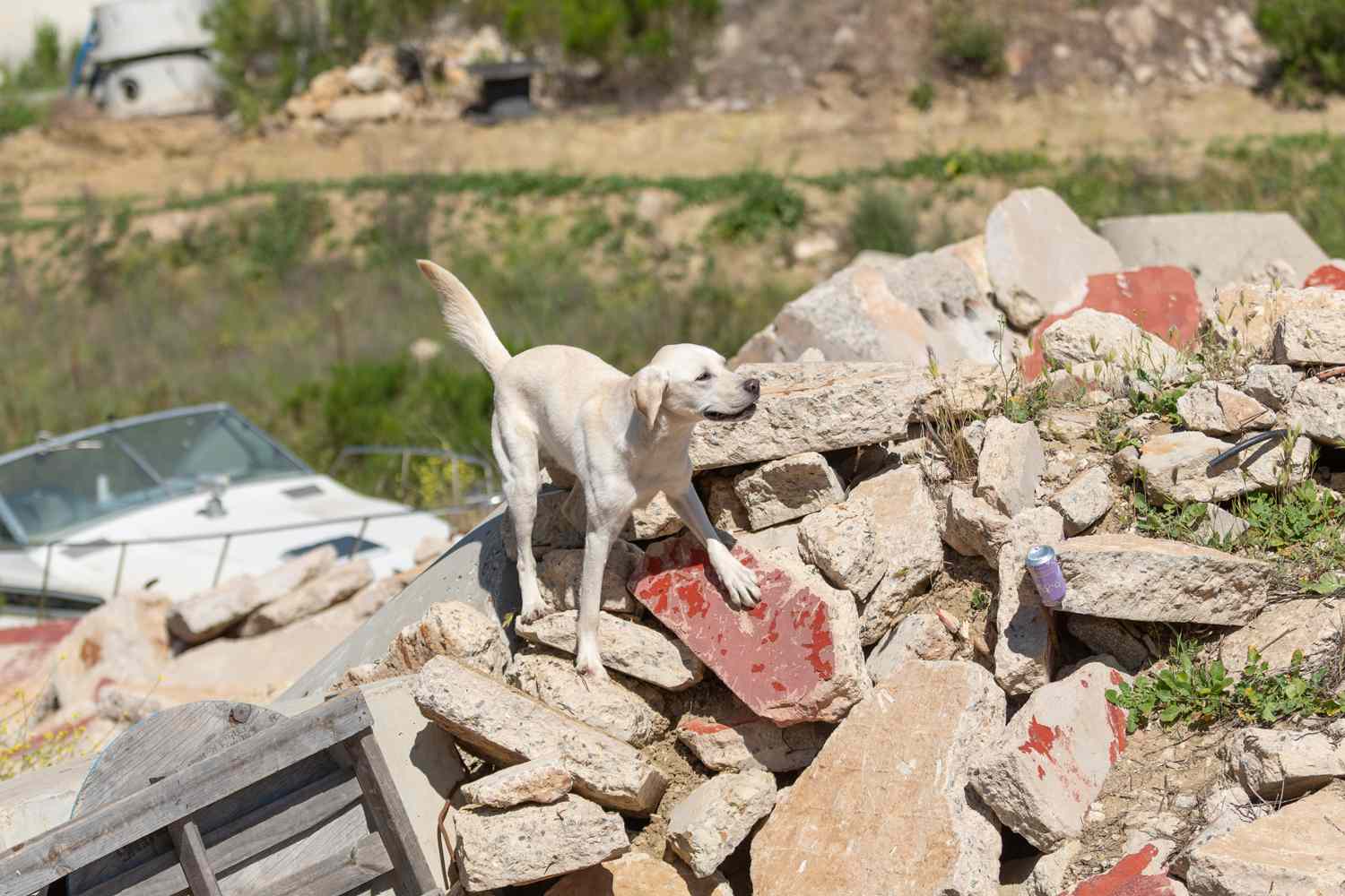Golden Retriever Surrendered to Rescue Finds New Life as a 'Superstar ...