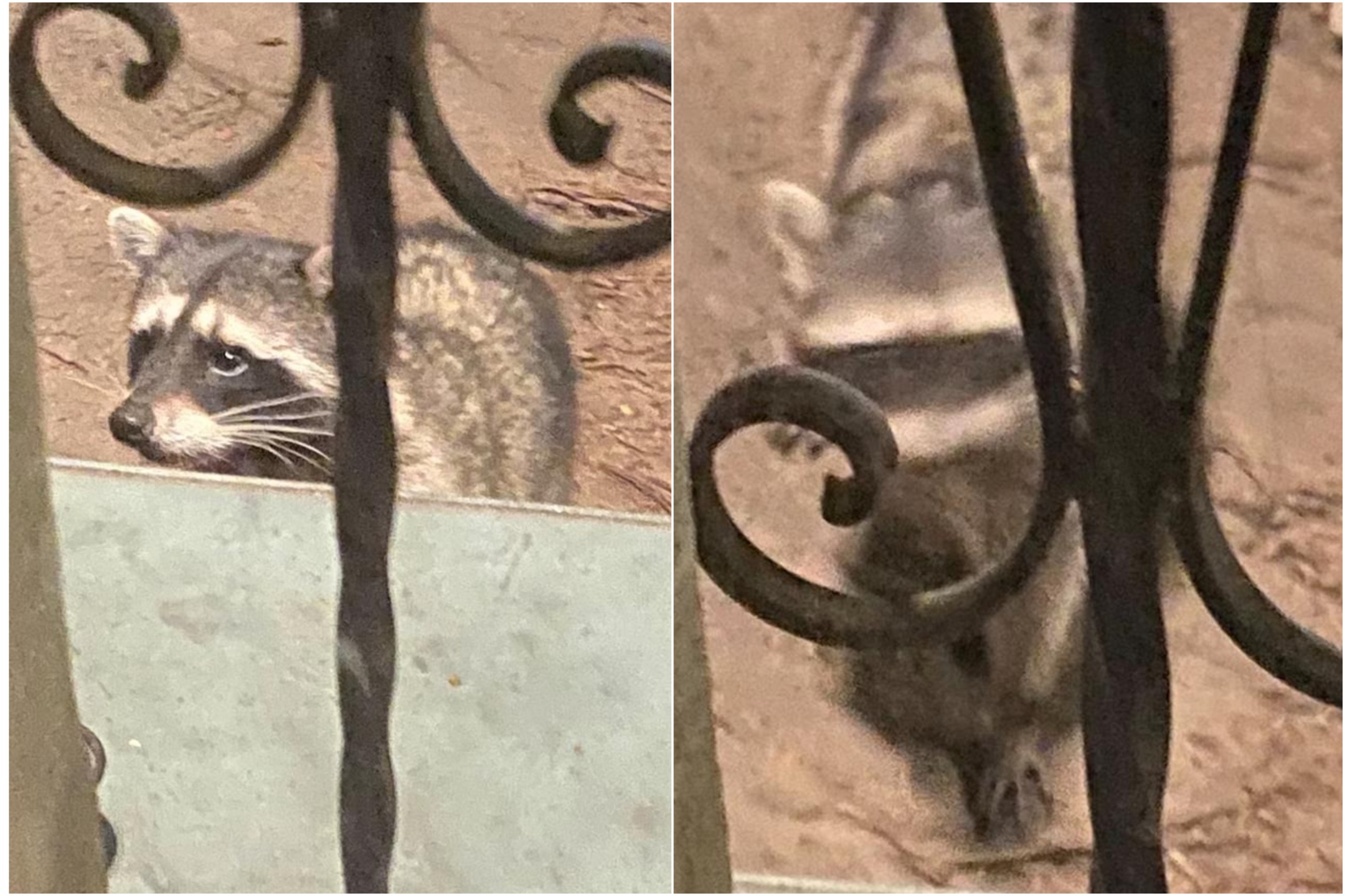 Captan a mapaches en el centro de Tijuana “robando” comida de gatos