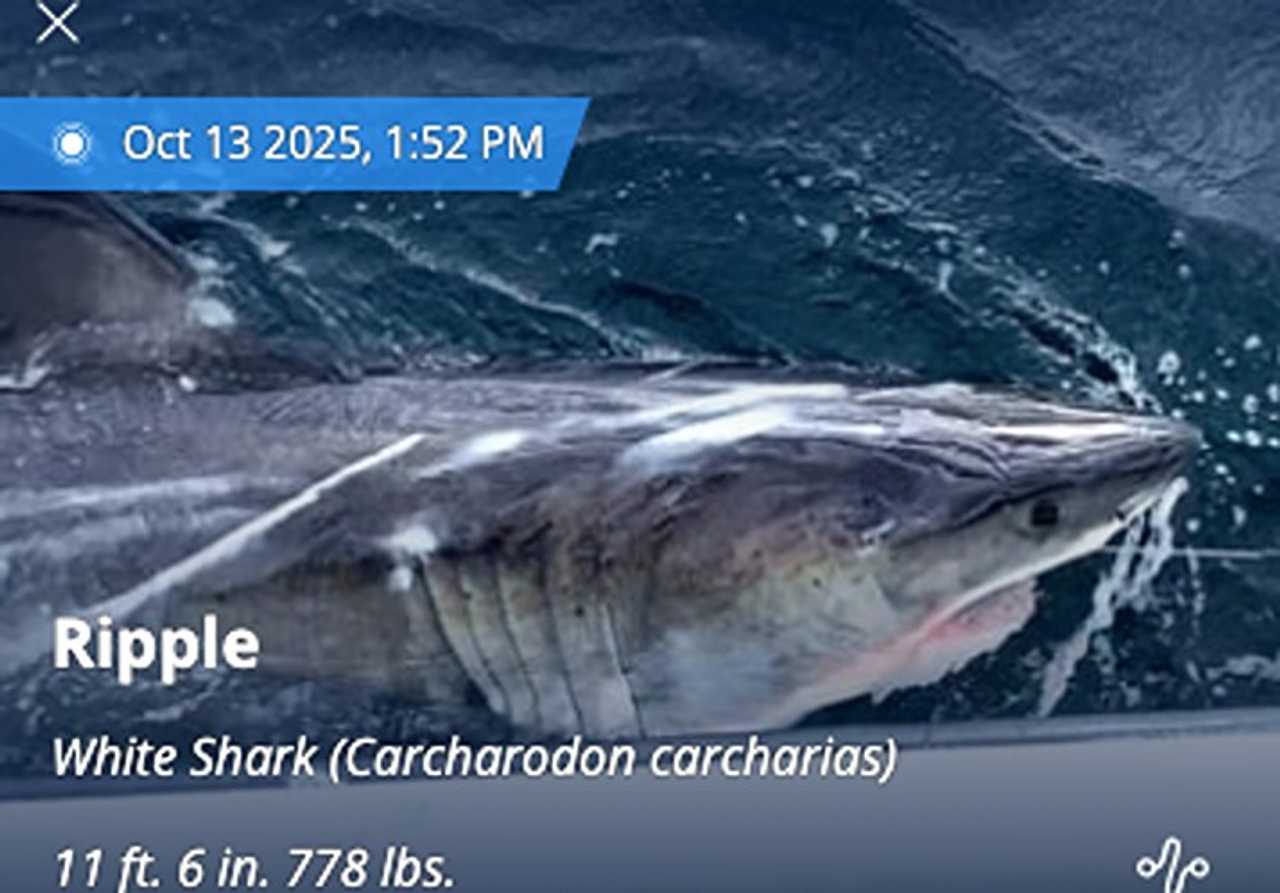 Six Sharks, Including 1,000-Pound Great White, Ping Off East Coast Amid ...