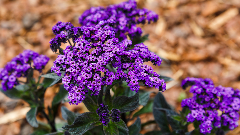 Heliotrope: Everything You Should Know Before Planting