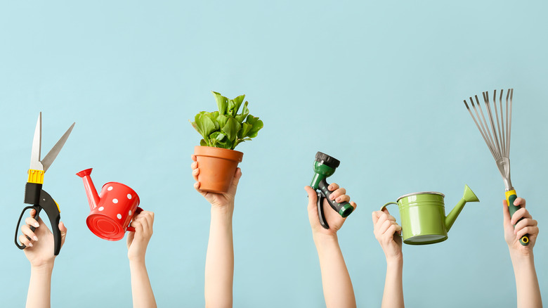 Heliotrope: Everything You Should Know Before Planting