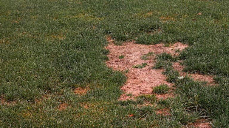 Why Jagged Blades Of Grass Can Quickly Turn Into A Patchy Lawn Nightmare