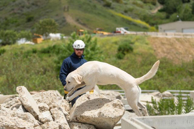Golden Retriever Surrendered to Rescue Finds New Life as a 'Superstar ...
