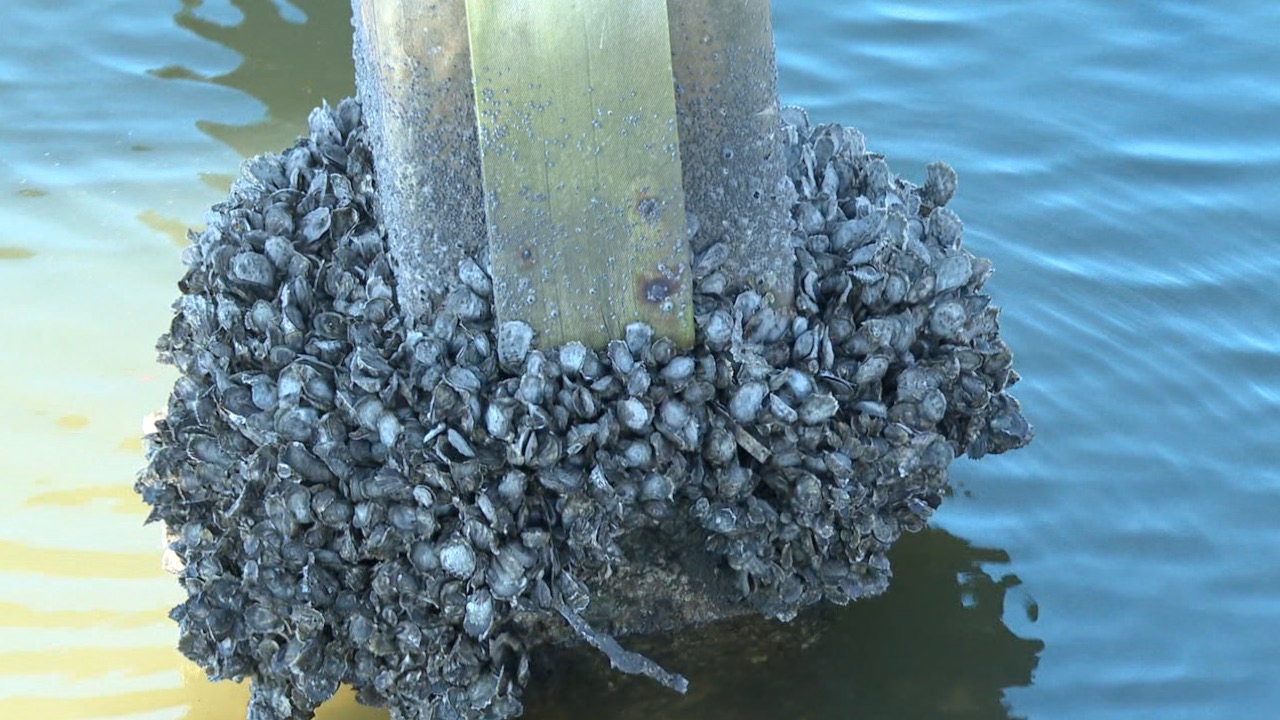 "The bay is responding to management and restoration": FSU Coastal and ...