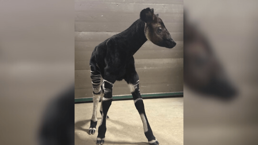 Sacramento Zoo announces first birth of okapi in zoo’s history