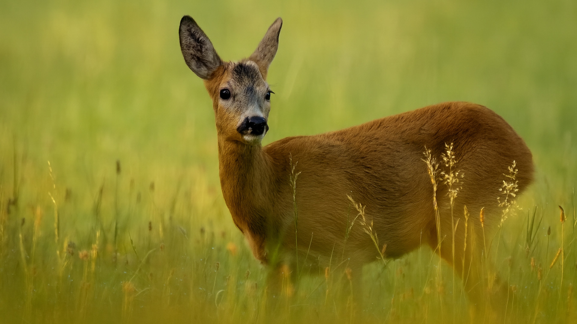 Encountering Wildlife in Their Natural Habitat