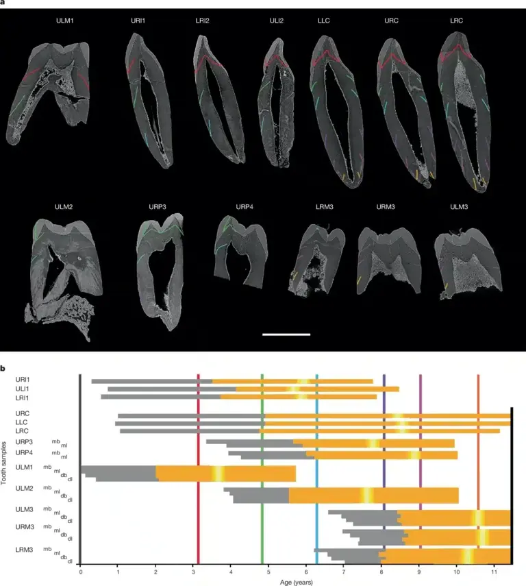 Fossil Teeth From An 11-year-old Reveal The Real Reason Humans Stay ...
