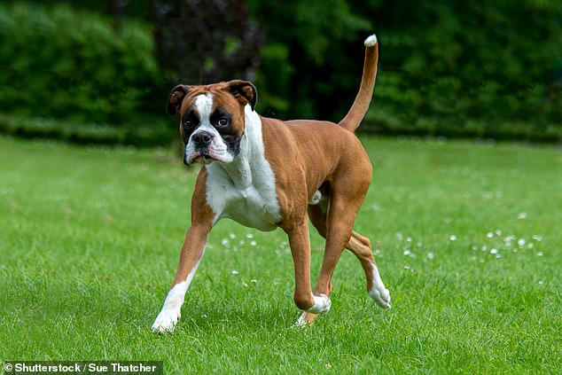 Vets reveal the dog breeds most likely to suffer a tail injury - with ...