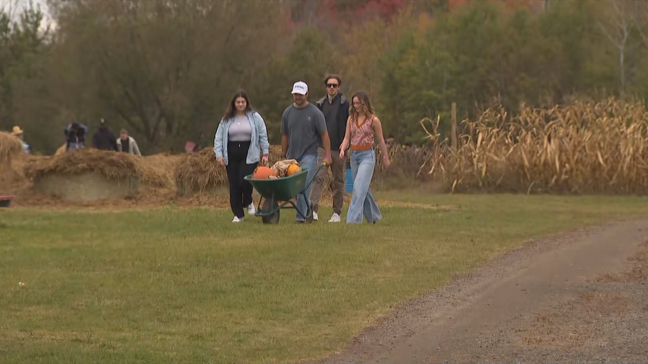 Ontario farmers raise the alarm against ‘bad apples’ stealing produce ...