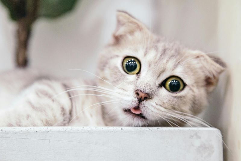 8 Cat Breeds That Stay Tiny Forever