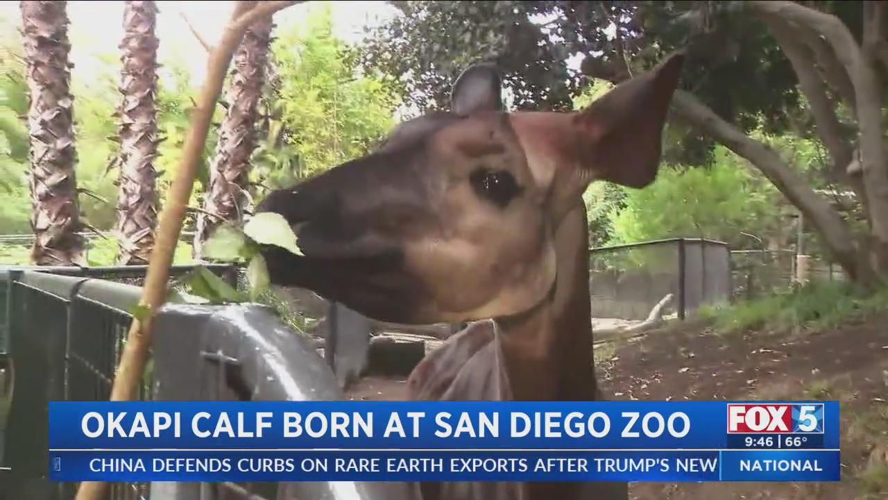 Meet the new Okapi baby at the San Diego Zoo