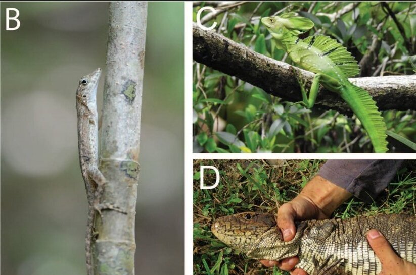 3-legged lizards can thrive against all odds, challenging assumptions ...