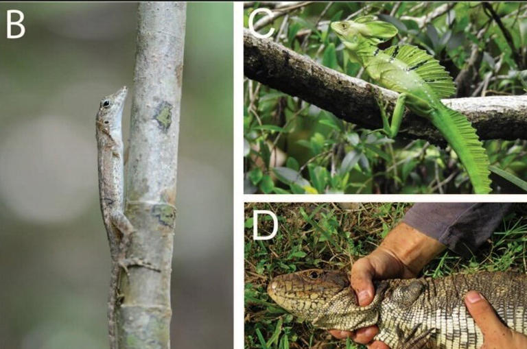 3-legged lizards can thrive against all odds, challenging assumptions ...