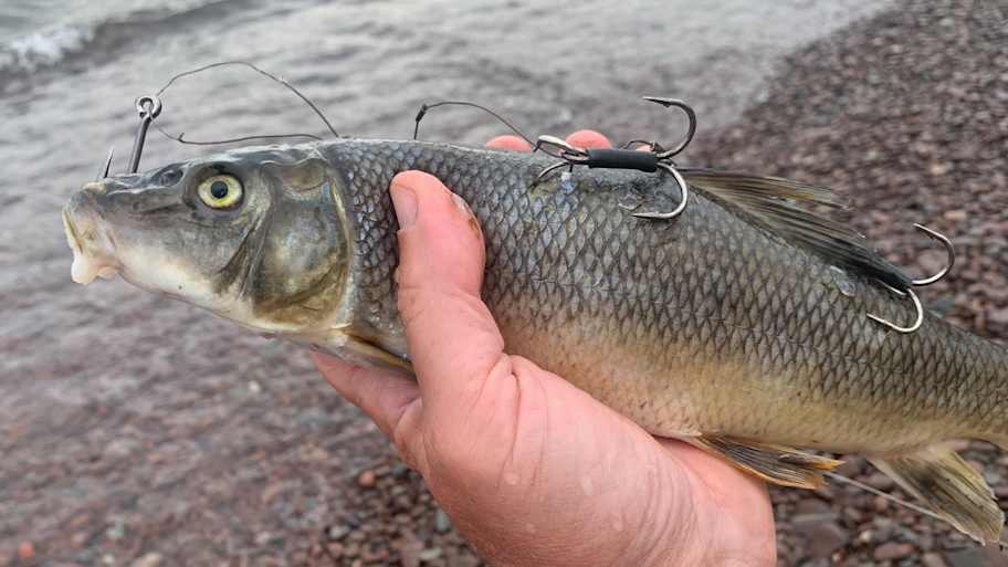 One Rig That Outfishes Every Lure: The Secret to Fall Muskie Success