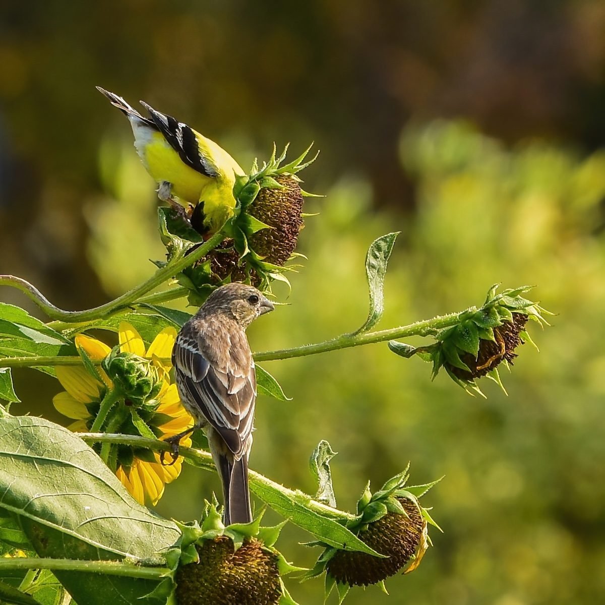 How to Attract Birds: Offer Food, Water and Shelter