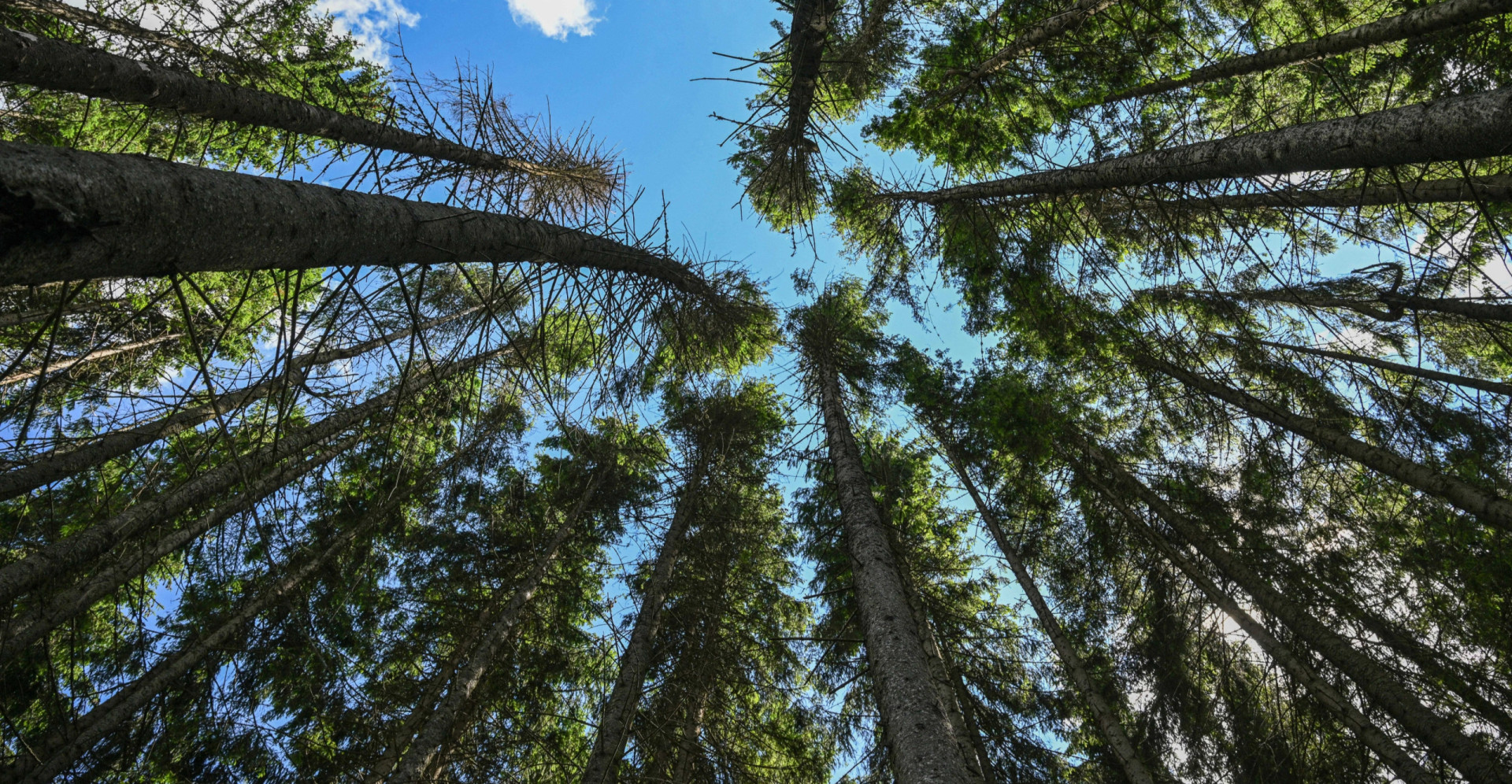 Inside Transylvania: the world's most haunted forest