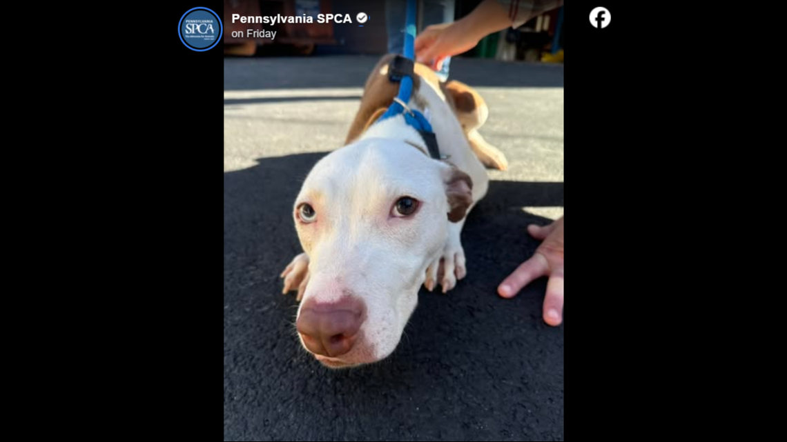 Two dogs were ‘left to die' in house. Then came daring rescue in ...