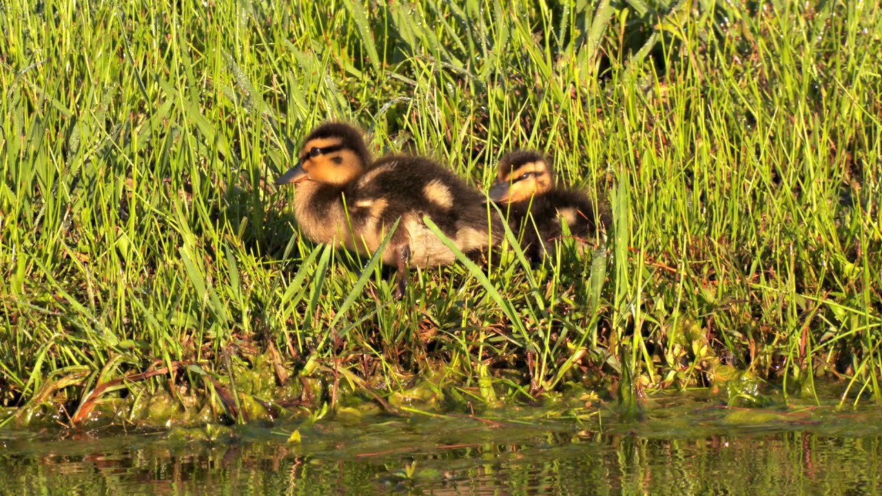 I caught a big bass eating a duck!🐟🦆