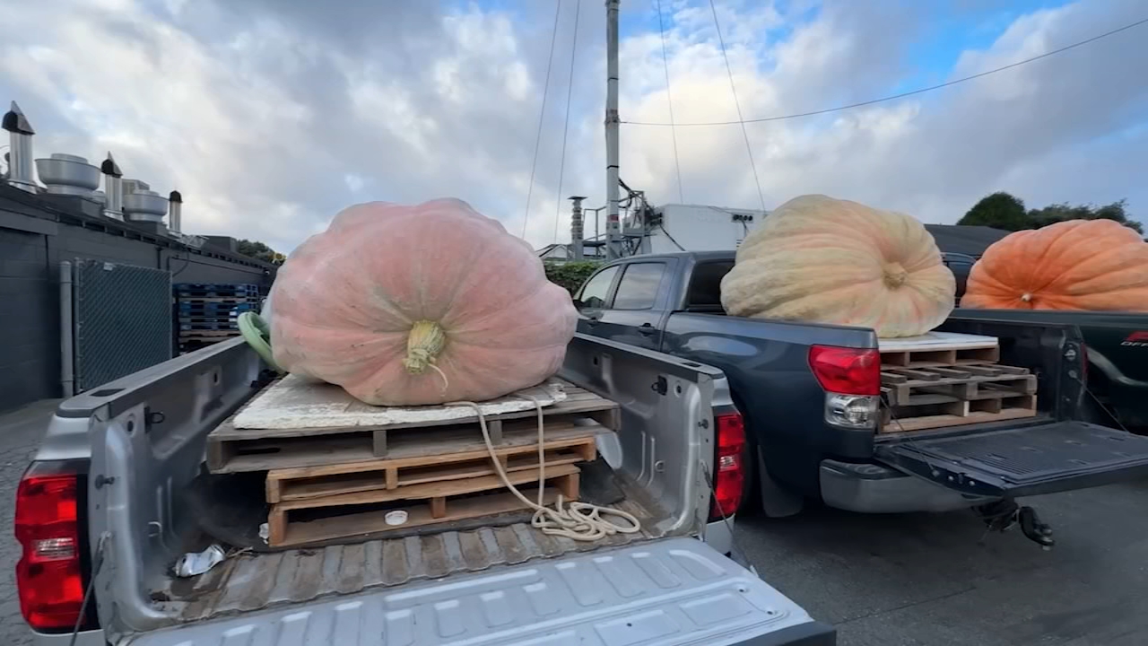 Annual giant pumpkin weigh-off happening in Half Moon Bay