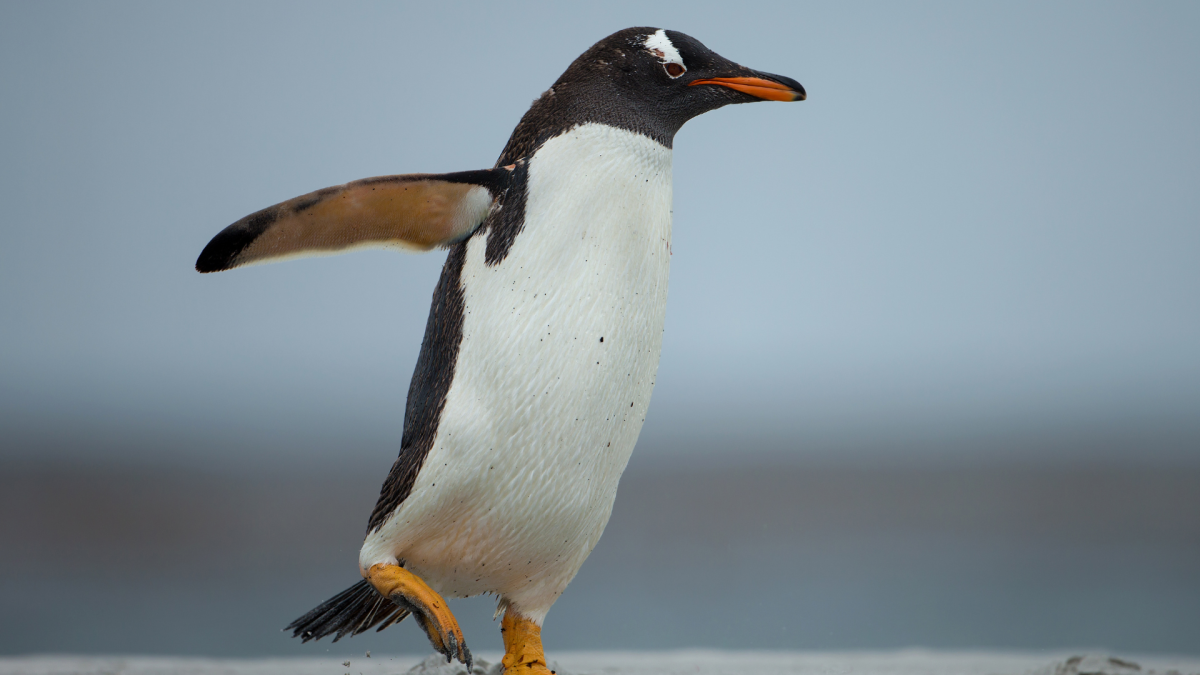 St. Louis Zoo Throws Hopping Good Bubble Party for Their Penguins