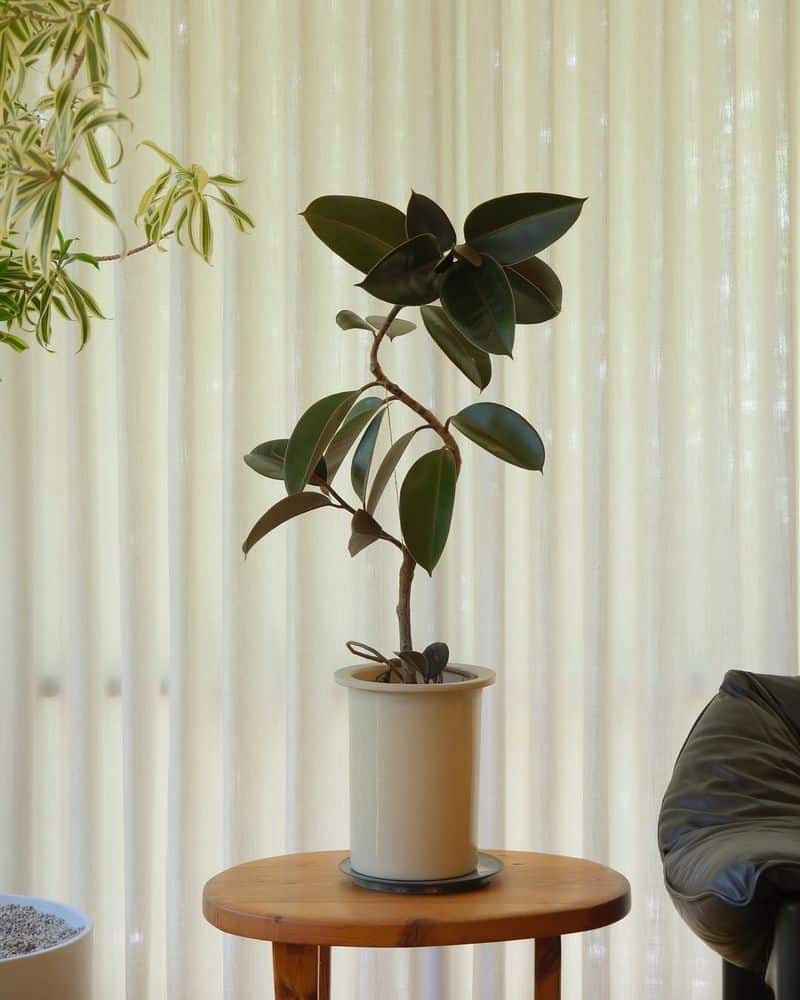 10 Best Spiritual Plants for Your Home