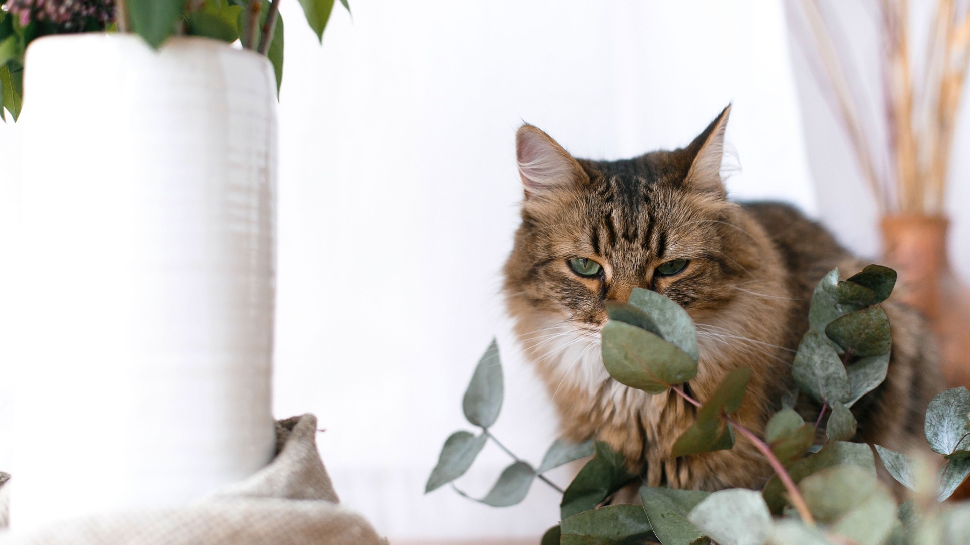 16 Smells Most Cats Can’t Stand