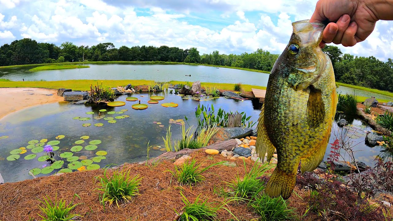 I added crappie to my pond!🐟