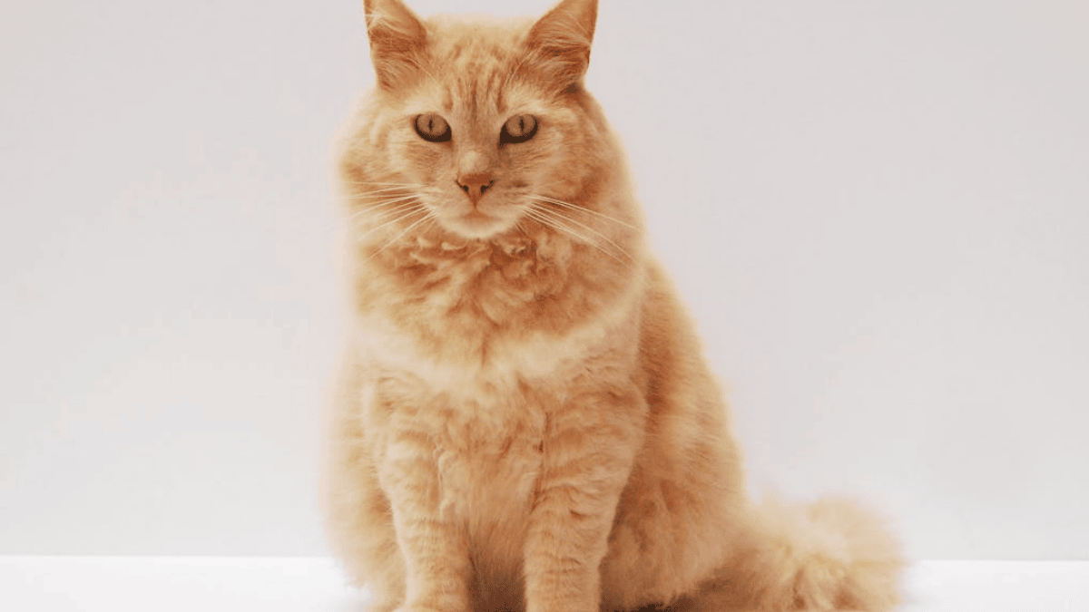 Why your cat meows so much and what it might be trying to tell you