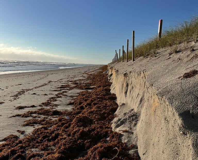 King tide, stormy seas bury walkover, carve cliffs, wash away turtle ...