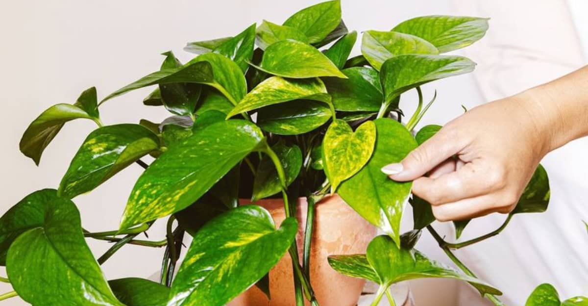 10 Best Spiritual Plants for Your Home
