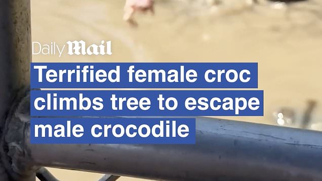 Small female crocodile escapes a terrifying huge croc