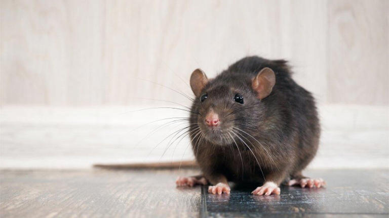 ¿Cómo eliminar ratas en casa sin utilizar veneno?